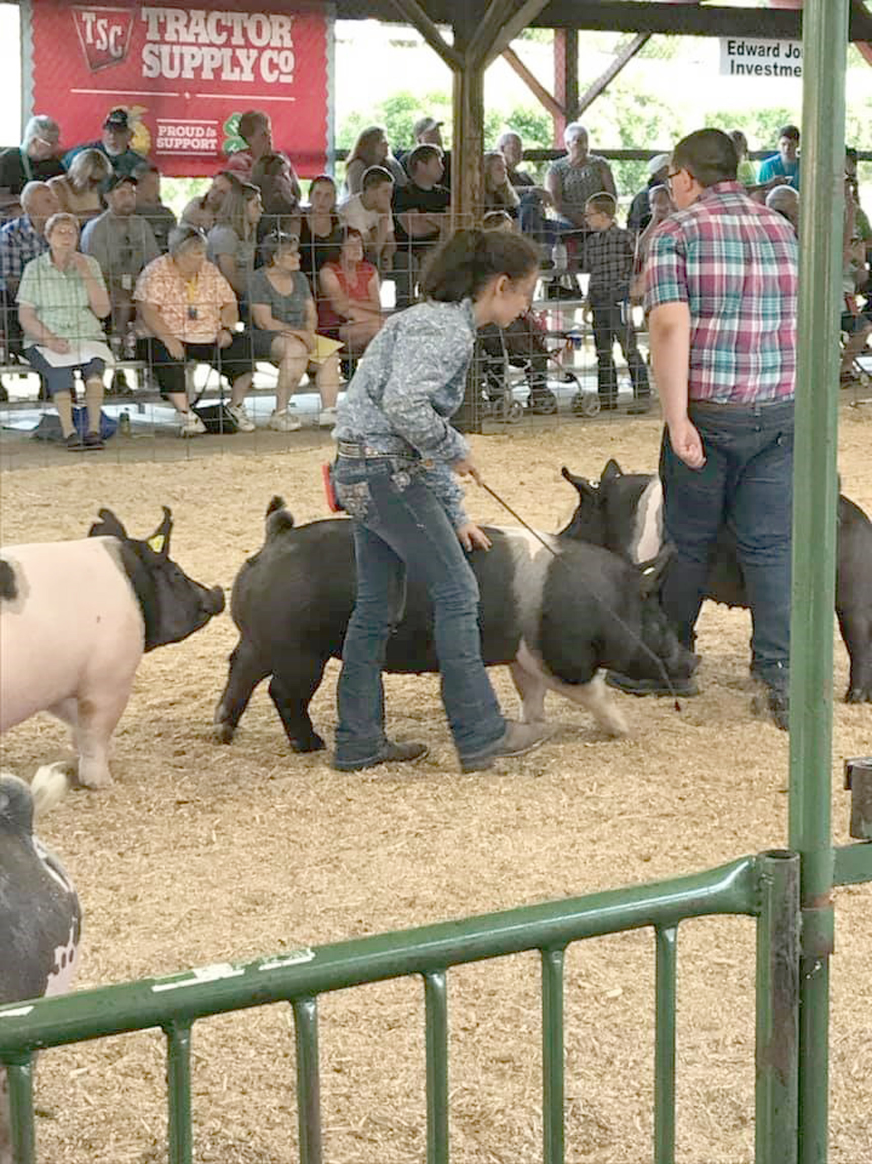 4-Hers show off talent at County Fair hog show | News, Sports, Jobs ...